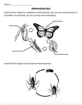 Complete Incomplete Metamorphosis Editable By Third Grade With Ms K