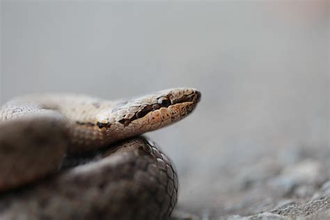 蛇 爬虫 Python Pixabay上的免费照片 Pixabay