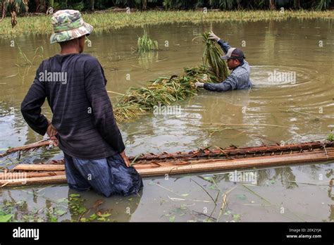 Farmers Harvest Rice In Floods Due To High Rainfall In Aceh Utara