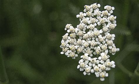 7 Yarrow Companion Plants And 2 To Avoid