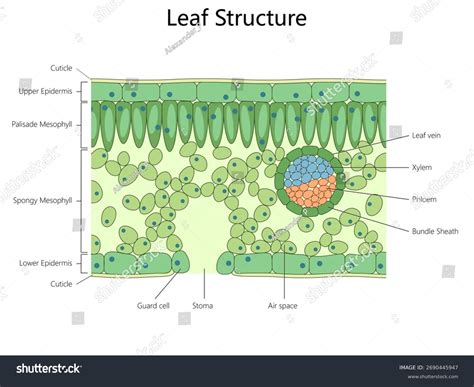Leaf Anatomy Cross Section Over 363 Royalty Free Licensable Stock