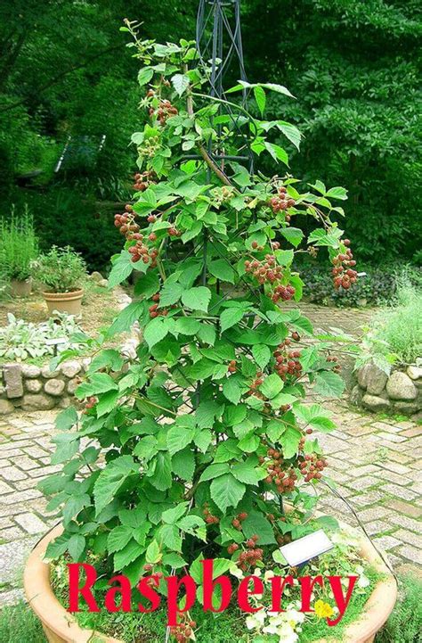Why Do People Think Raspberry Plants Are A Good Idea Berry Garden Raspberry Plants Fruit Garden