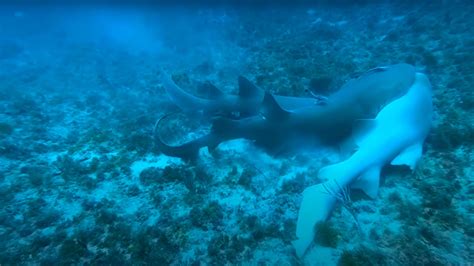 Unique Ways Sharks Reproduce Sharksinfo Com