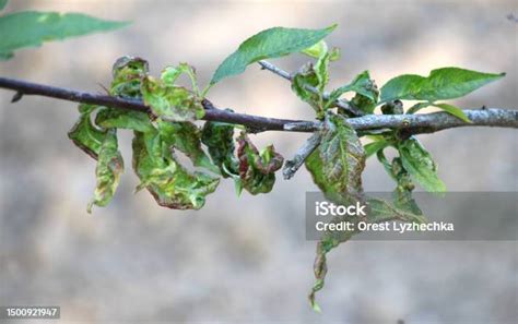 Keriting Daun Persik Yang Disebabkan Oleh Jamur Taphrina Deformans Foto