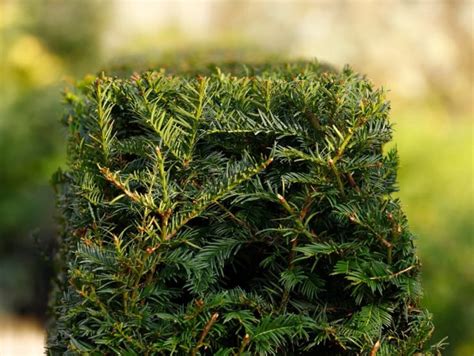Yew Pruning By Type Plants Clipped Very Tightly Tend To Experience More Problems