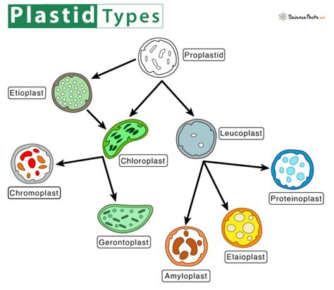 Cell Organelles Definition Examples Functions Diagram