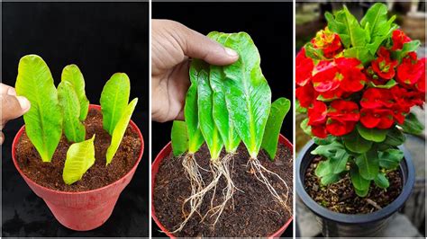 How To Grow Crown Of Thorns Plant Fast And Easy Easiest Euphorbia