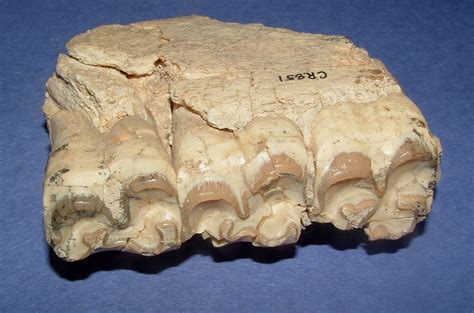 Miocene Pliocene Fossils The Fossil Forum