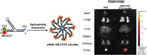 基于 Rna 的胶束：紫杉醇装载和递送的新型平台journal Of Controlled Release X Mol