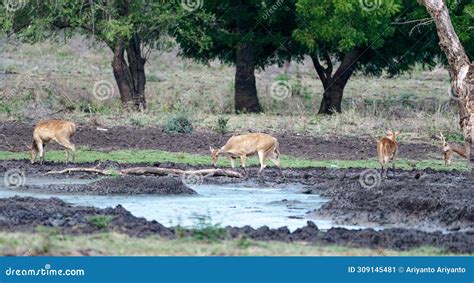 A Group Of Javan Deer Rusa Timorensis In Baluran National Park East Java Indonesia Stock