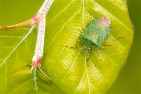 Common Macro Photography Mistakes You Should Avoid Nature TTL