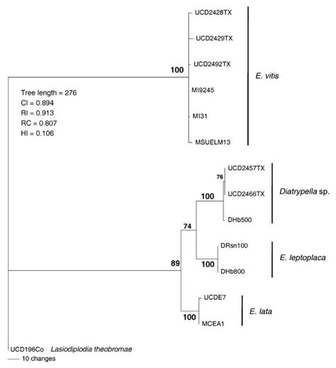 One Of Seven Equally Most Parsimonious Trees With Bootstrap Values From