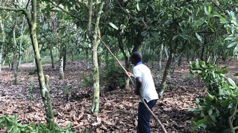 Nestlé Income Accelerator Program Baseline Report Kit