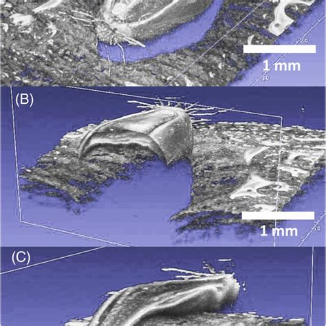 Series Of Oct Images Showing Switchgrass Root Growth Over 9 Hrs Scale Series Of Oct Images Showing Switchgrass Root Growth Over 9 Hrs Scale