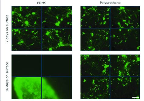 Pu Shows Enhanced Biocompatibility With Reduced Neuron Aggregation In Download Scientific