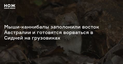Мыши-каннибалы заполонили восток Австралии и готовятся ворваться в ...