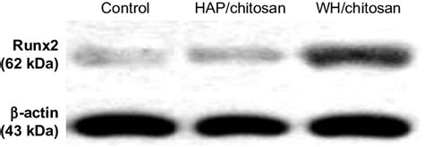 Western Blot Analysis Of Protein Expression Of Runx2 In Hbmscs Cultured