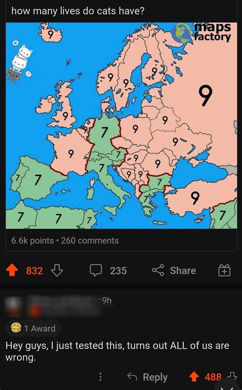 Cursed Cat R Cursedcomments