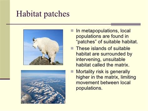 Metapopulations