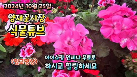 24년 10월 25일 양재꽃시장 식물튜브 입고영상 시청 하시면서 힐링타임 되세요~ 양재꽃시장 식물튜브 월동 관엽 식물아빠 Youtube