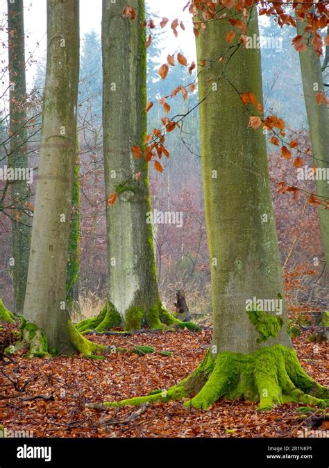 Maulbronn Deciduous Forest In Winter Beech Trees Beech Trunks Stock