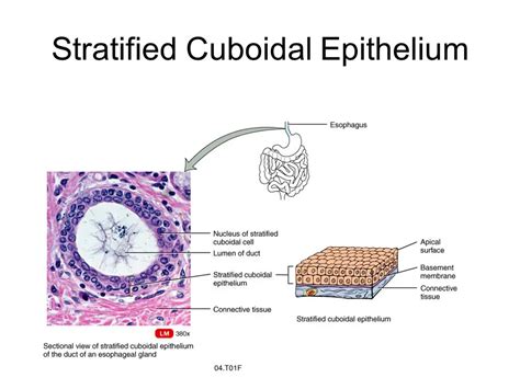Stratified Cuboidal Epithelium