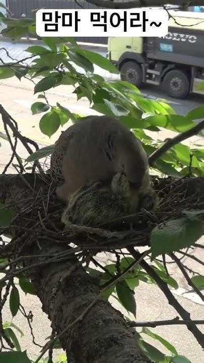 새끼 모이 먹이는 모습이 감동~50대브이로그 전원생활 Shorts 비둘기 Youtube