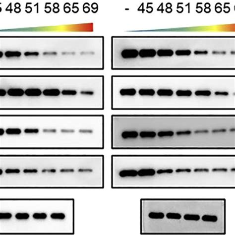 The Results Of Three Sample Batches Subjected To Thermal Shift Assay