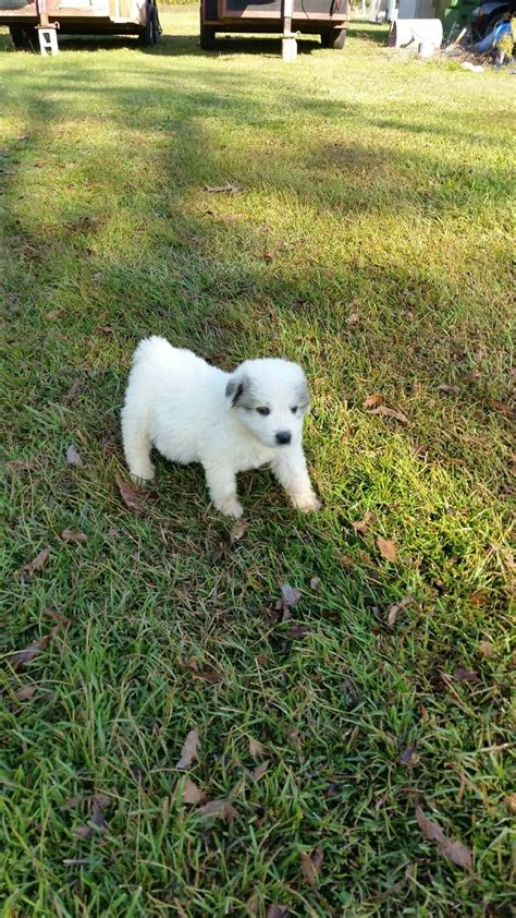 Aunt Hill Turns 9 Celebrating Our Beloved Friend And Farm Guardian