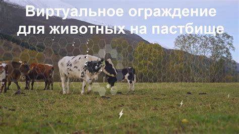 Виртуальное ограждение для животных на пастбище - YouTube