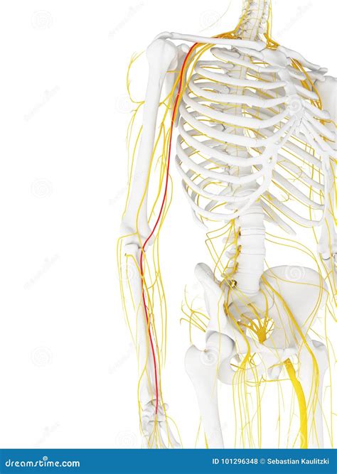 The Median Nerve Stock Illustration Illustration Of Nervous 101296348