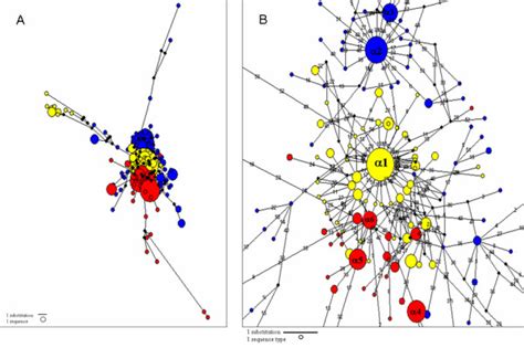 Median Joining Networks Of The Rnaseh Coding Region The Network Was