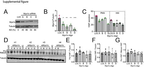 Figure S5 Sirna Depletion Of Myo1c Reduces Vwf Secretion But Does Not Download Scientific