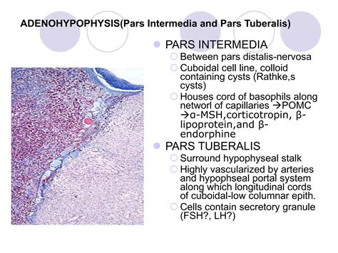Histologic Structure Of Endocrine System Ppt