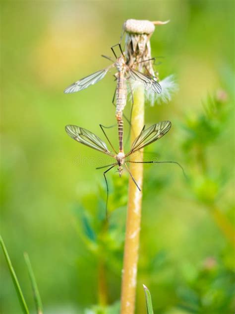 Crane Fly Couple Have Sex On Grass Stalk Stock Photo Image Of Family Head 183933838