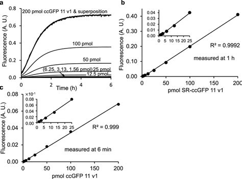 In Vitro Characterization Of Split Ccgfp Complementation A Download Scientific Diagram
