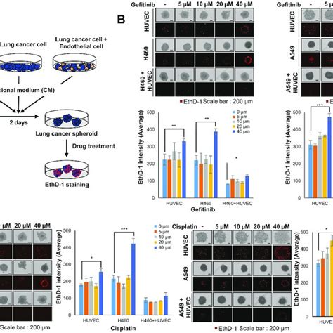 Crosstalk Between Ecs And Lung Cancer Cells Causes Chemoresistance In