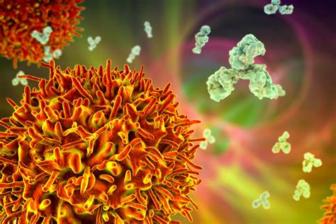 Researchers Uncover Drivers Of Memory B Cell Formation