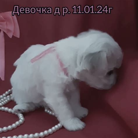 бишон фризе питомник Цвет руси г Барнаул Youtube