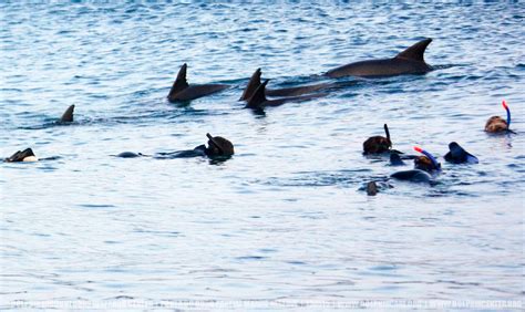 Short Term Dolphin Care Assistant Volunteer In Mozambique 2025
