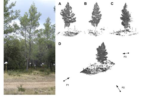 Figure 2 From An Architectural Model Of Trees To Estimate Forest