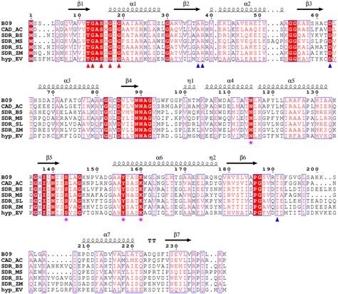 Structure Related Functional Sequence Conservation Between Bpib09 And