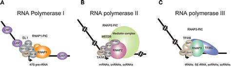 Rna Polymerase Subunits Fact Maintains Chromatin Architecture And
