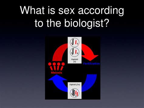 PPT What Is Sex PowerPoint Presentation Free Download ID