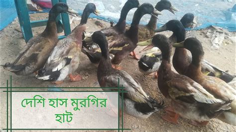 বেশি হাঁস মুরগির হাট হাসনাবাদ পাখি ও কবুতরের বুধবারের হাট Youtube