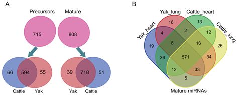 Comparative Analysis Of The Microrna Transcriptome Between Yak And