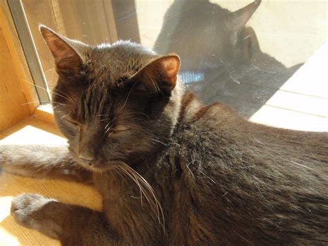 Coco Bean 2 By Backstagehand On Deviantart