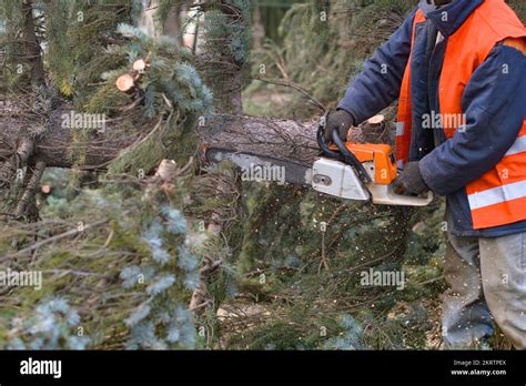 A Man Sawing A Tree With A Chainsaw Removes Forest Plantations From Old Trees Prepares