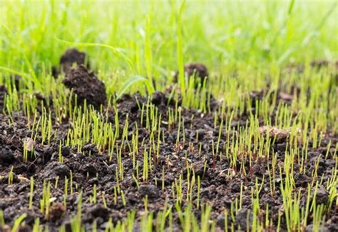 How To Speed Up Grass Seed Germination Easy Gear Life