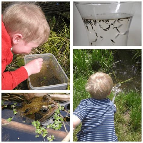 What To Feed Tadpoles Diy Recipes For Different Stages Of Development